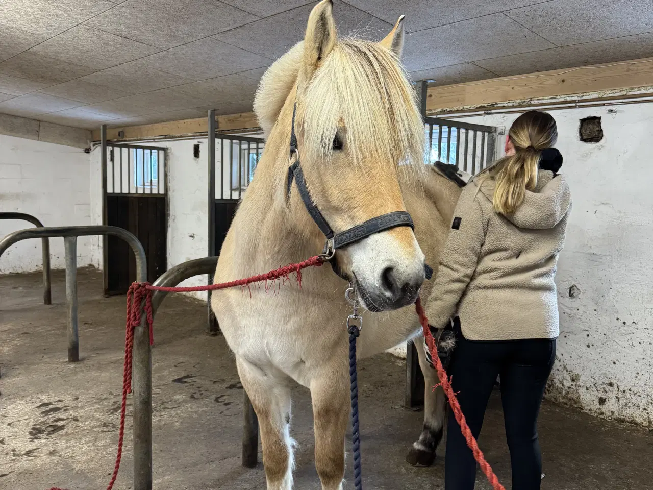 Sød, ung fjordhest søger nyt hjem | Skals - GulogGratis.dk