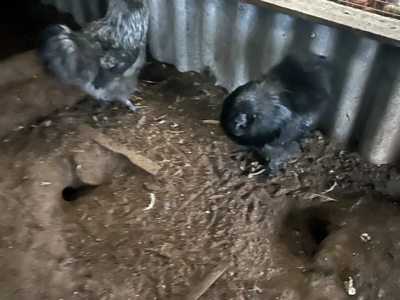 Silke haner | Silkeborg - GulogGratis.dk