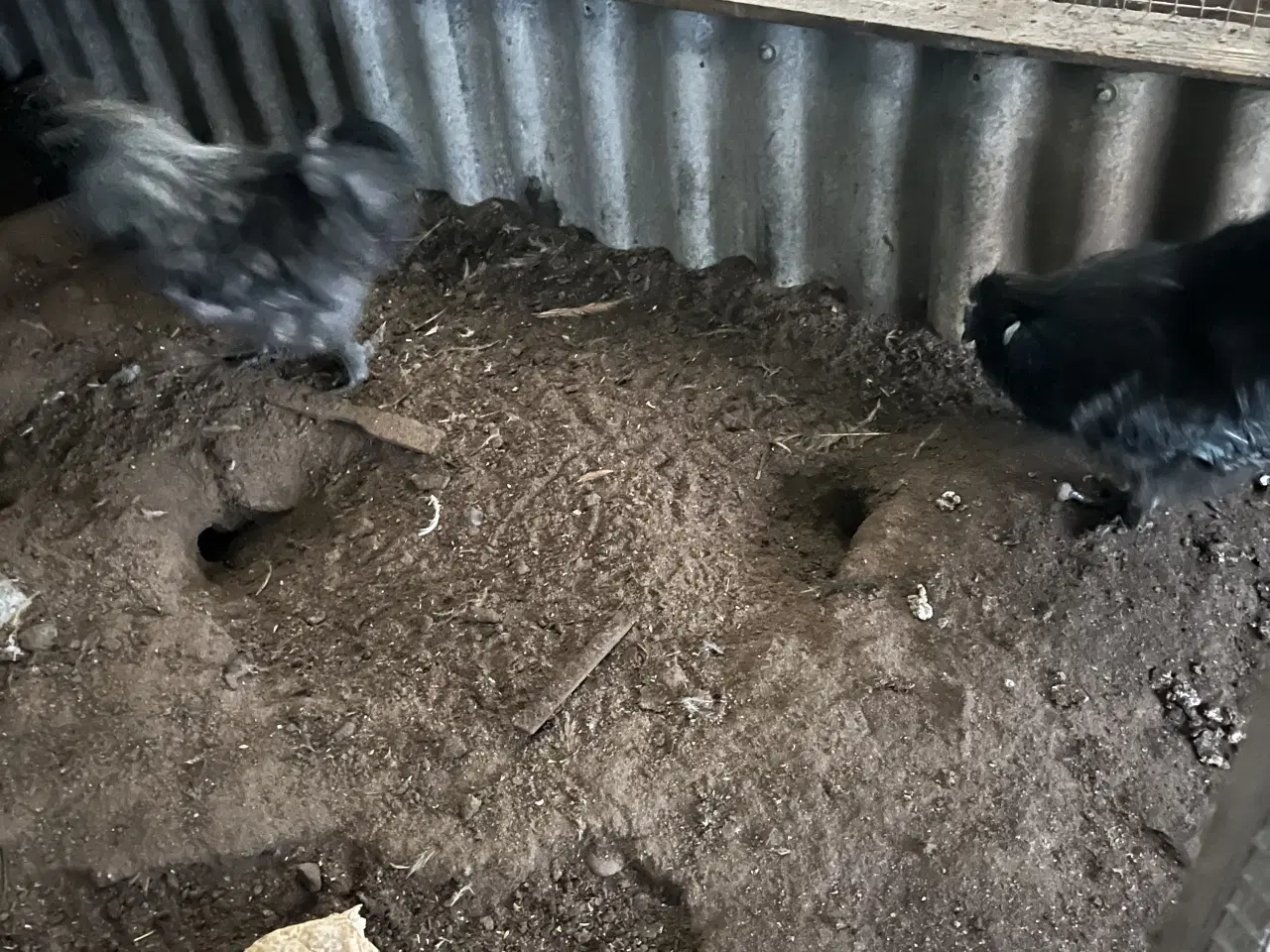 Silke haner | Silkeborg - GulogGratis.dk