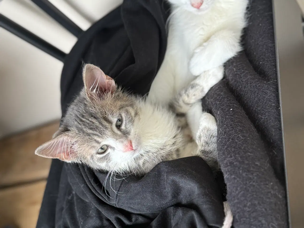 2 søde killinger | Sønderborg - GulogGratis.dk