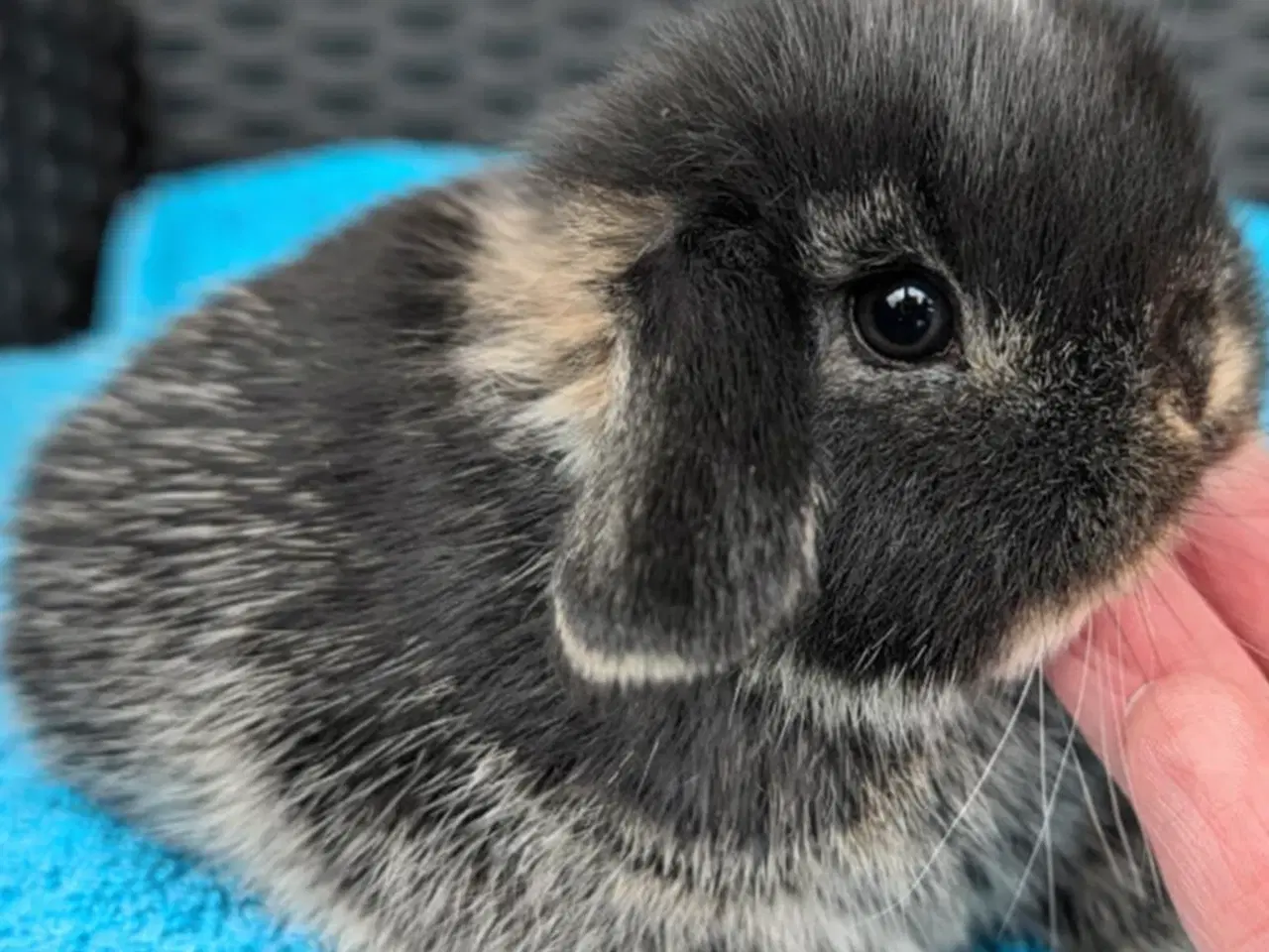 Minilop kaninunge sælges | Ullerslev - GulogGratis.dk