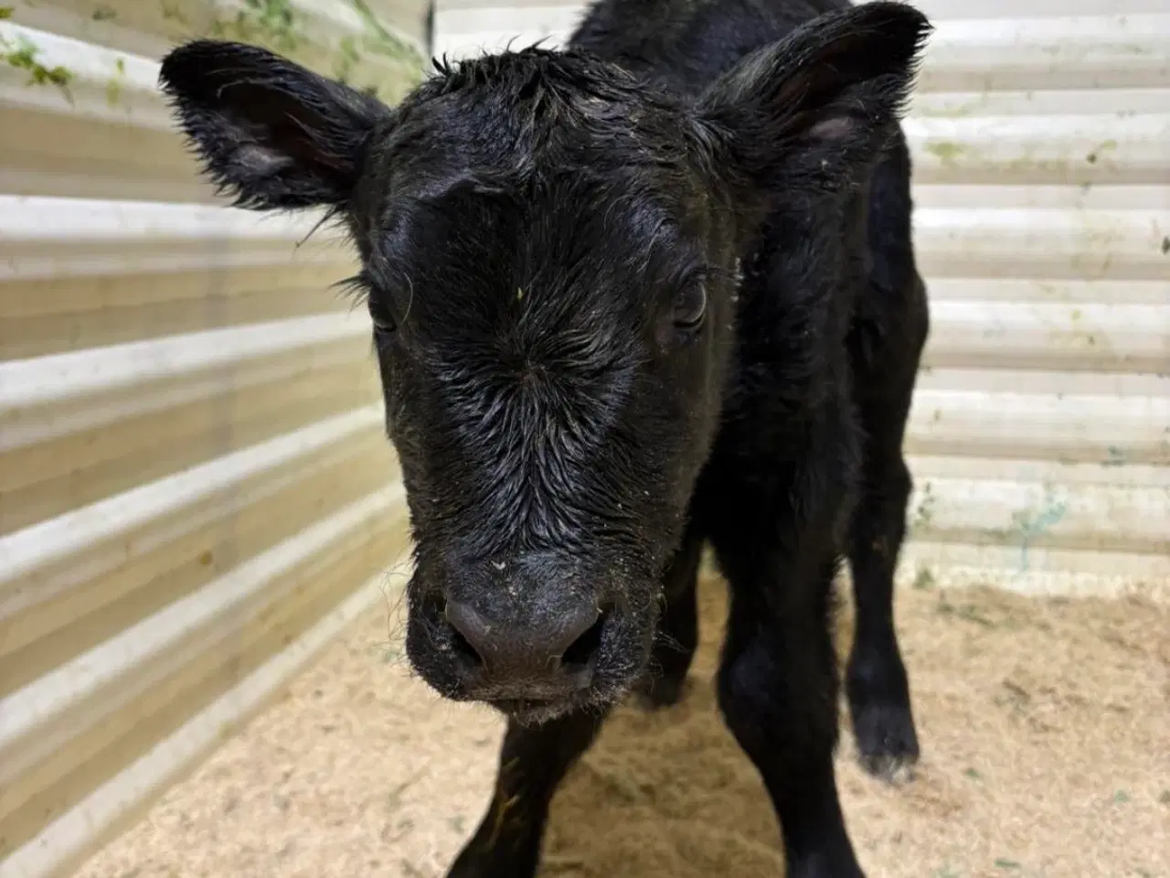 Angus Jersey Galloway ko kvæg køer | Ringe - GulogGratis.dk