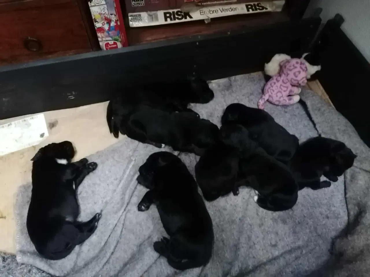 Blandings hundehvalpe | Vejle - GulogGratis.dk