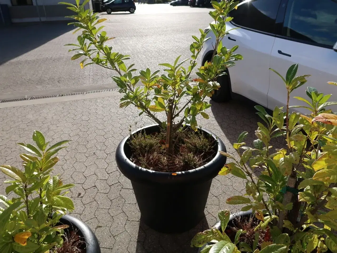 Plante i krukke | Tilst - GulogGratis.dk