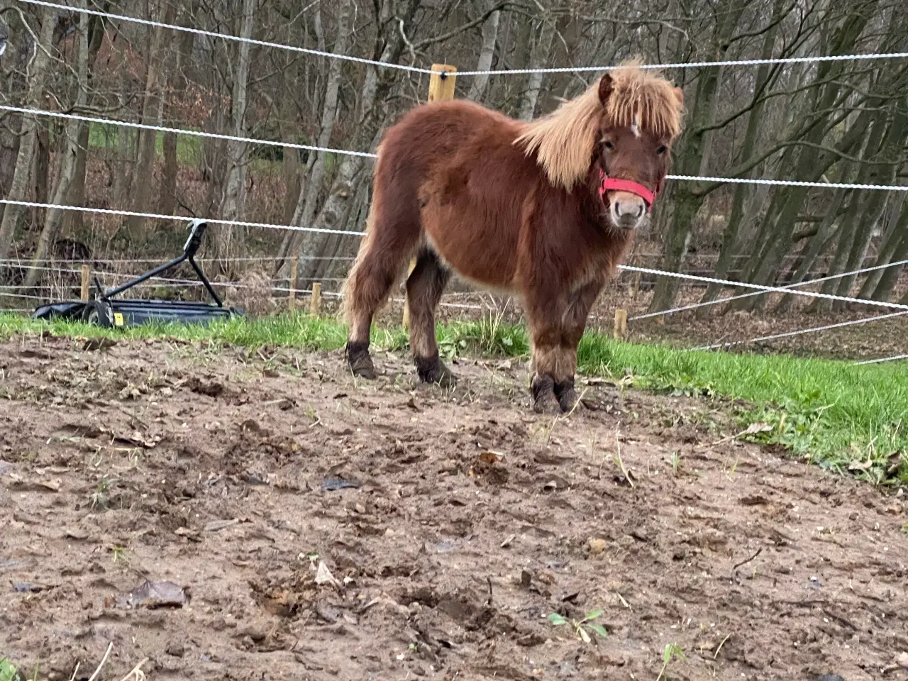 Mini knapstrupper hoppe | Bækmarksbro - GulogGratis.dk