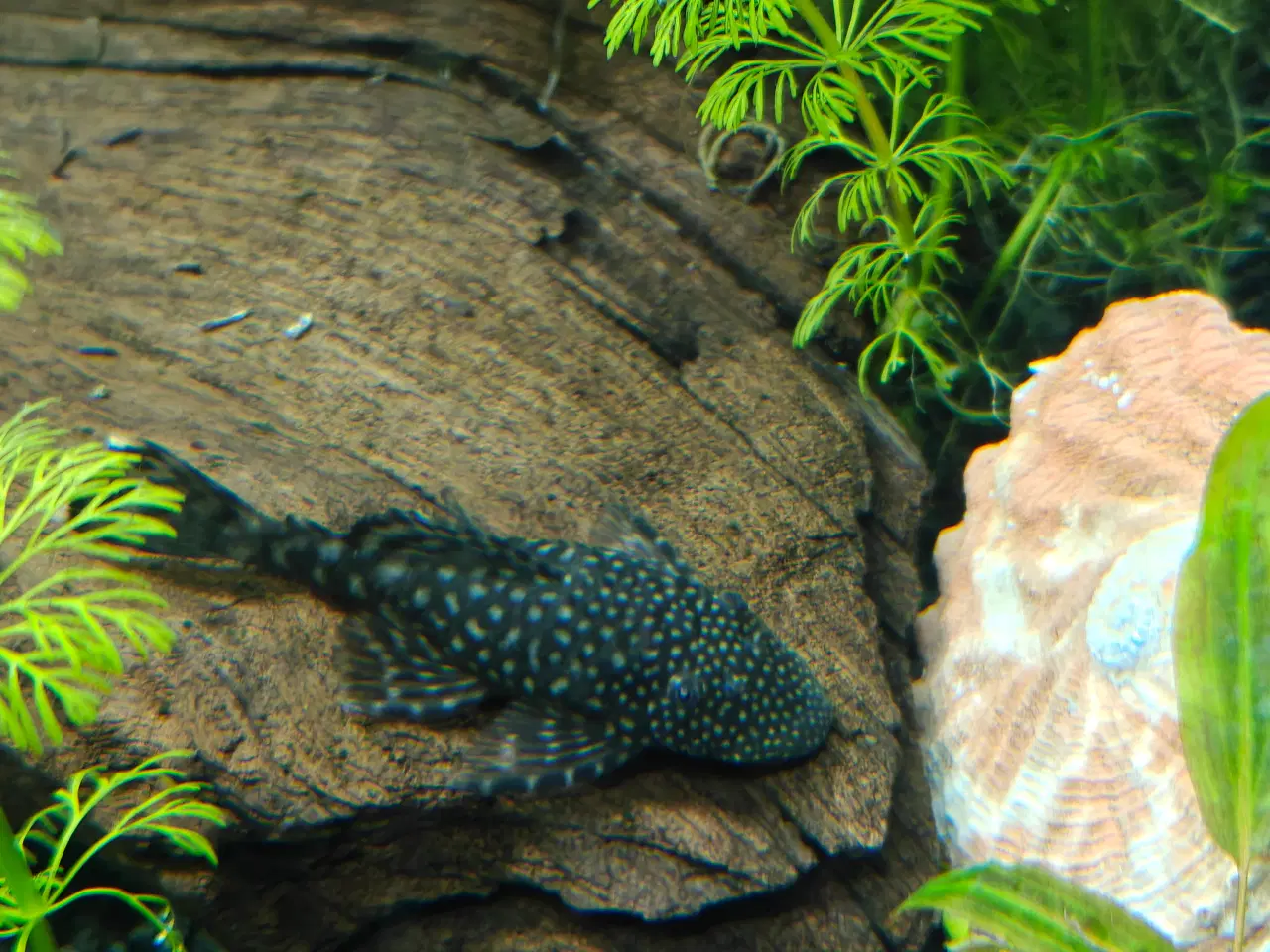 helena snegle | Skjern - GulogGratis.dk