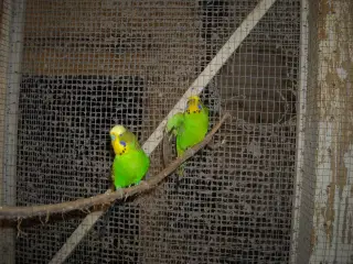 Undulater | Svenstrup J - GulogGratis.dk