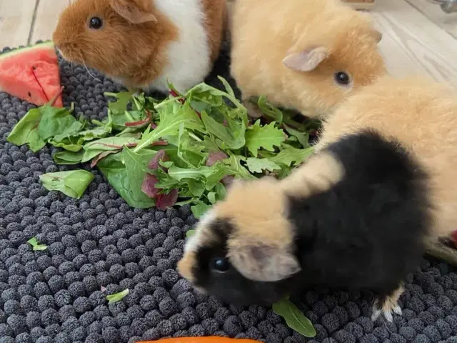 Marsvin unger, forskellige racer | Farsø - GulogGratis.dk