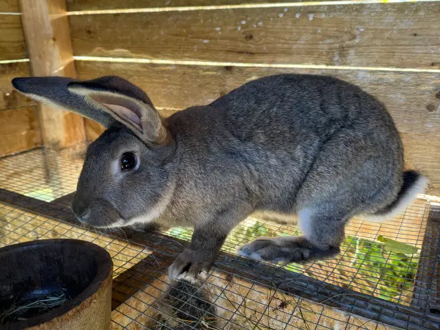 Kanin til salg | Mariager - GulogGratis.dk