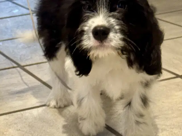 Cavapoo Mix | Hals - GulogGratis.dk