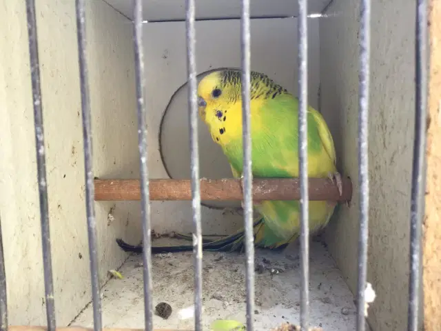 Undulater | Svenstrup J - GulogGratis.dk