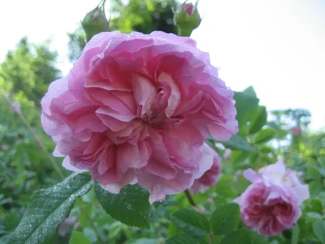 Historiske roser | Gudme - GulogGratis.dk