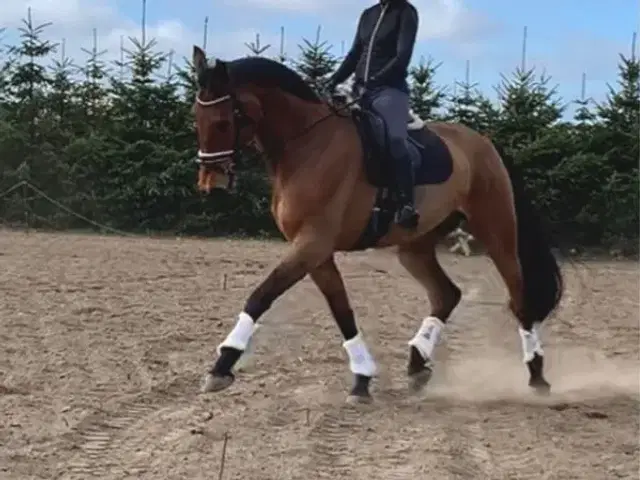 Tilridning og videreuddannelse tilbydes | Østervrå - GulogGratis.dk